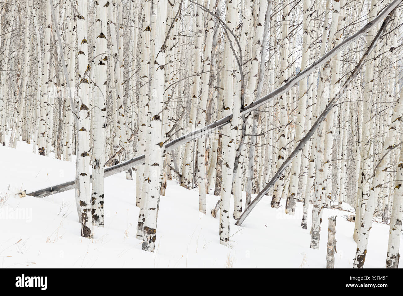 Many Aspen trees with a blanket of snow on the ground Stock Photo - Alamy