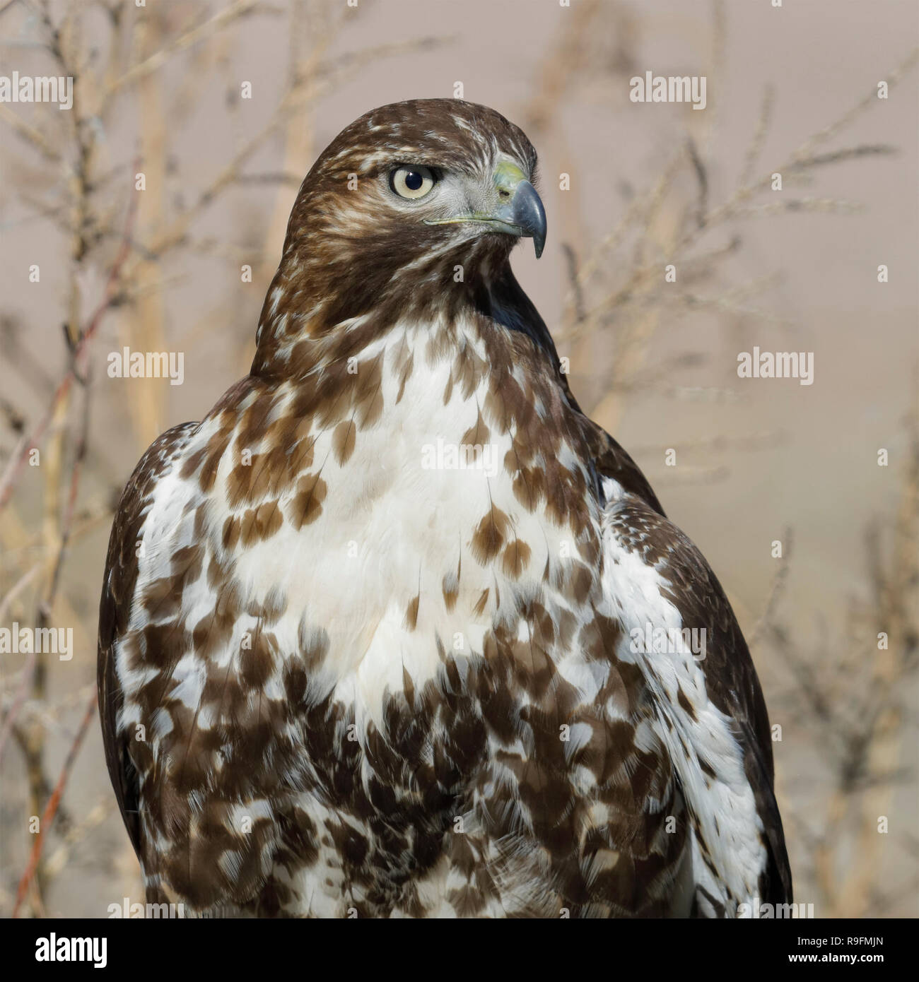 Juvenile red tailed hawk hi-res stock photography and images - Alamy