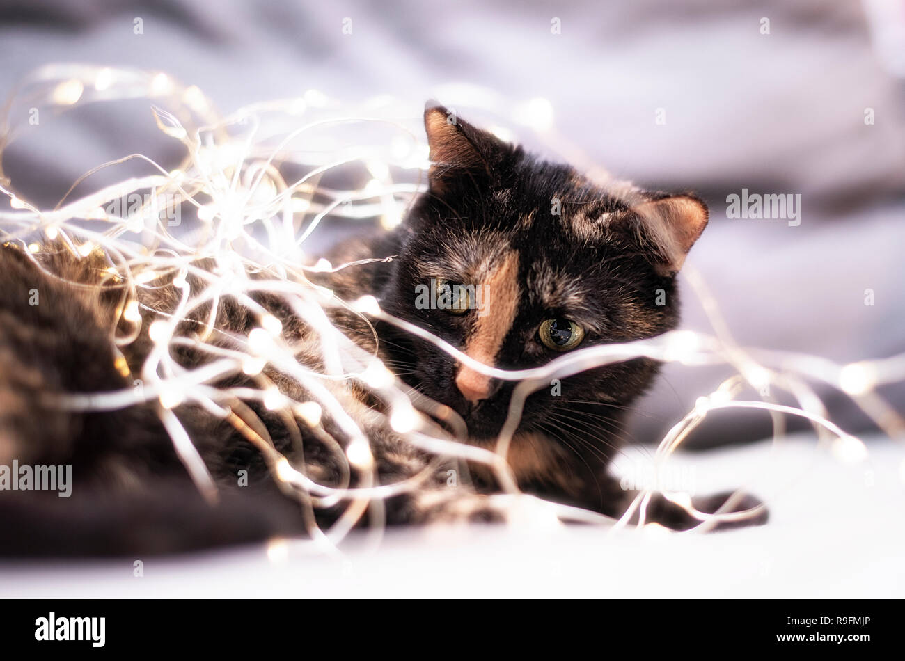 cat with led light Stock Photo - Alamy