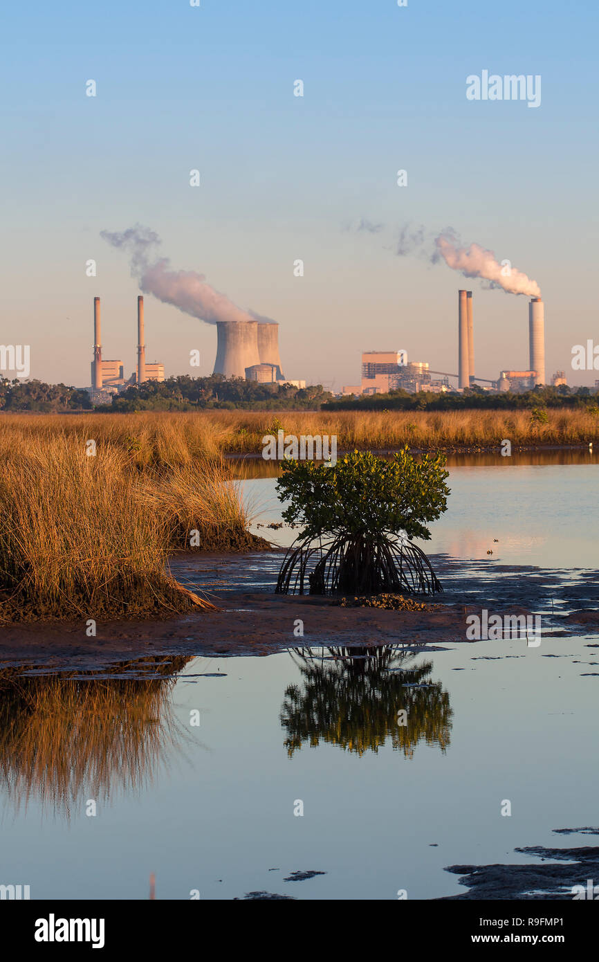A view across the salt marsh wetlands of the Duke Energy Crystal River ...