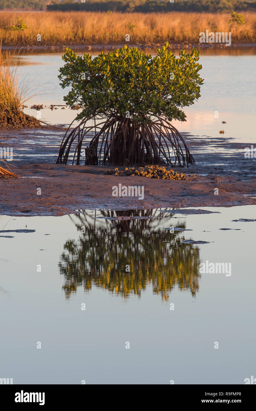 A solitary mangrove in the salt marsh near the mouth of the Crystal ...