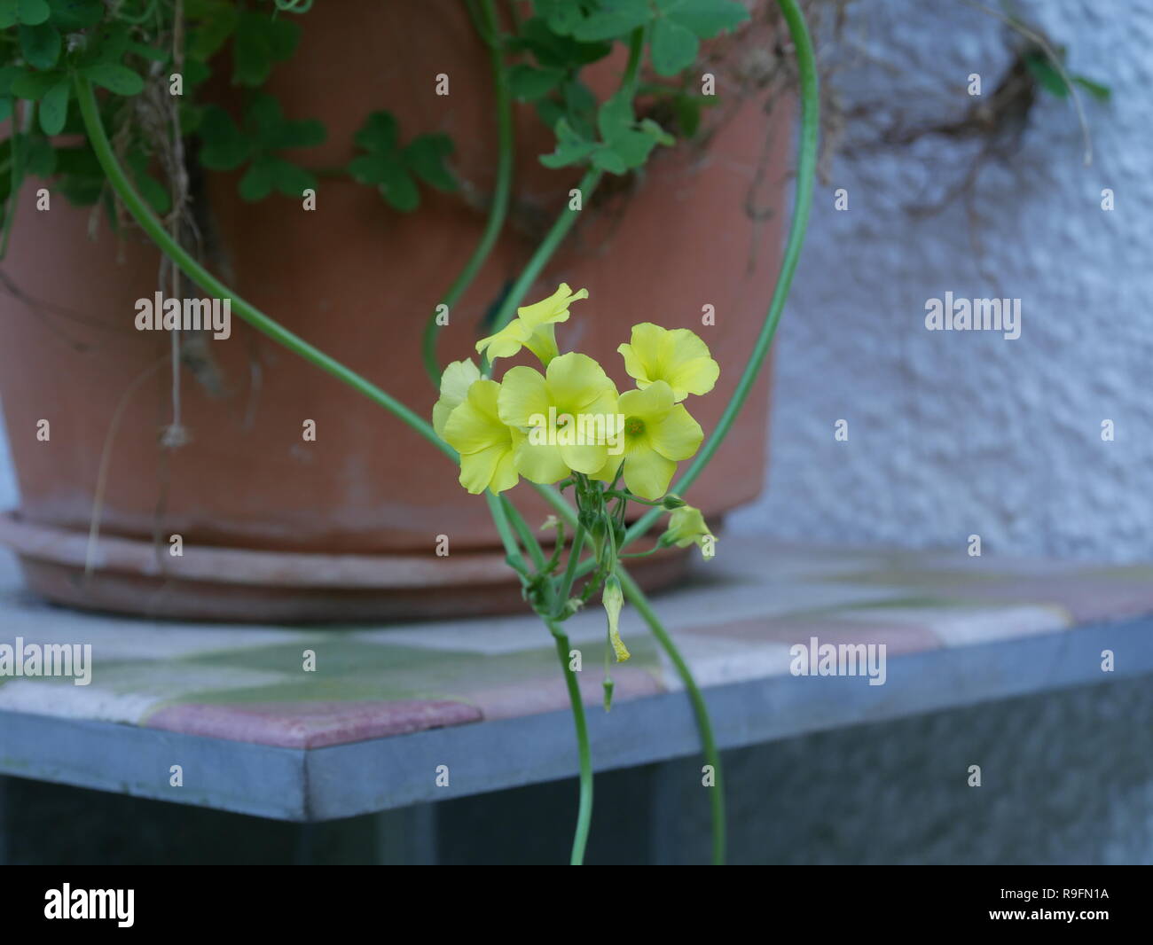 Bermuda buttercup hanging from a pot.. Oxalis pes-caprae is a species ...