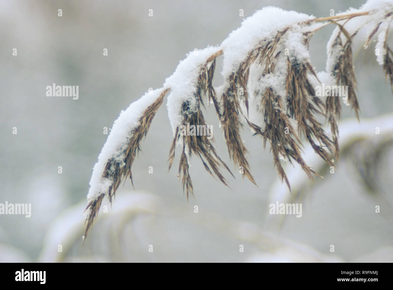 Reed stalk hi-res stock photography and images - Alamy