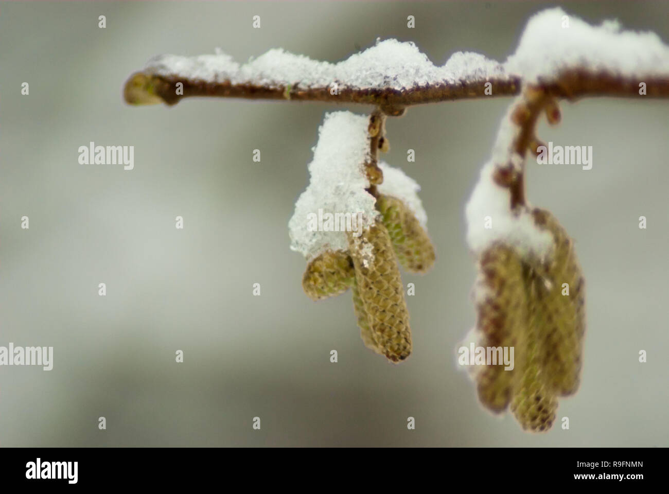 Reed catkins hi-res stock photography and images - Alamy