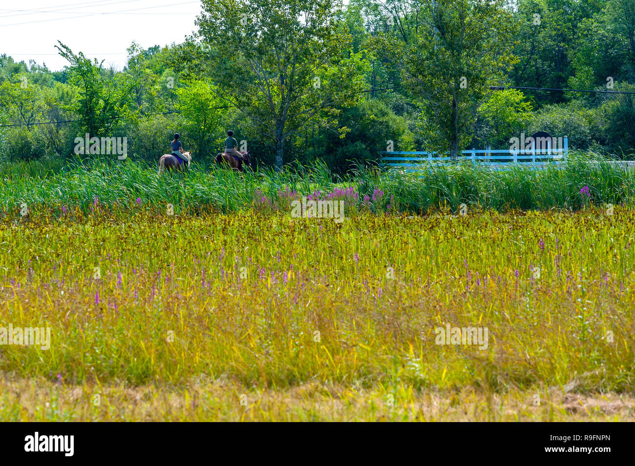 Two Horse riders in the distance Stock Photo - Alamy