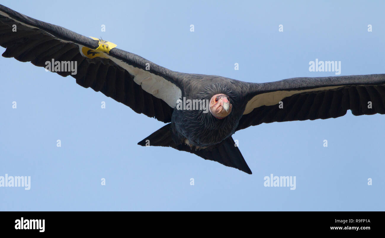 Big sur condor hi-res stock photography and images - Alamy