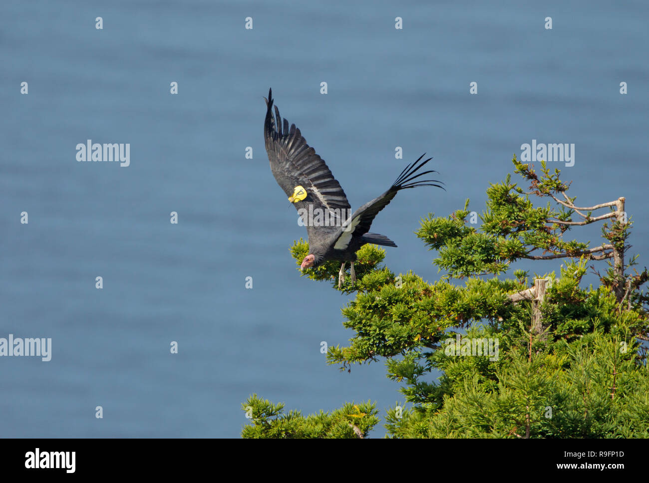California Condor Tree High Resolution Stock Photography and Images - Alamy