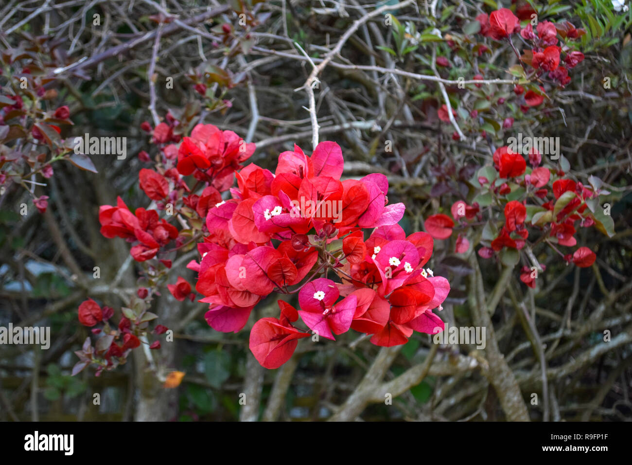 Red orange bougainvillea hi-res stock photography and images - Alamy
