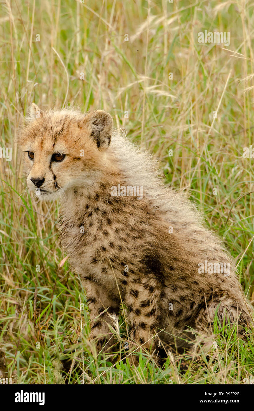 Cheetah cub (Acinonyx jubatus) in Tanzania, Africa. The cheetah is ...