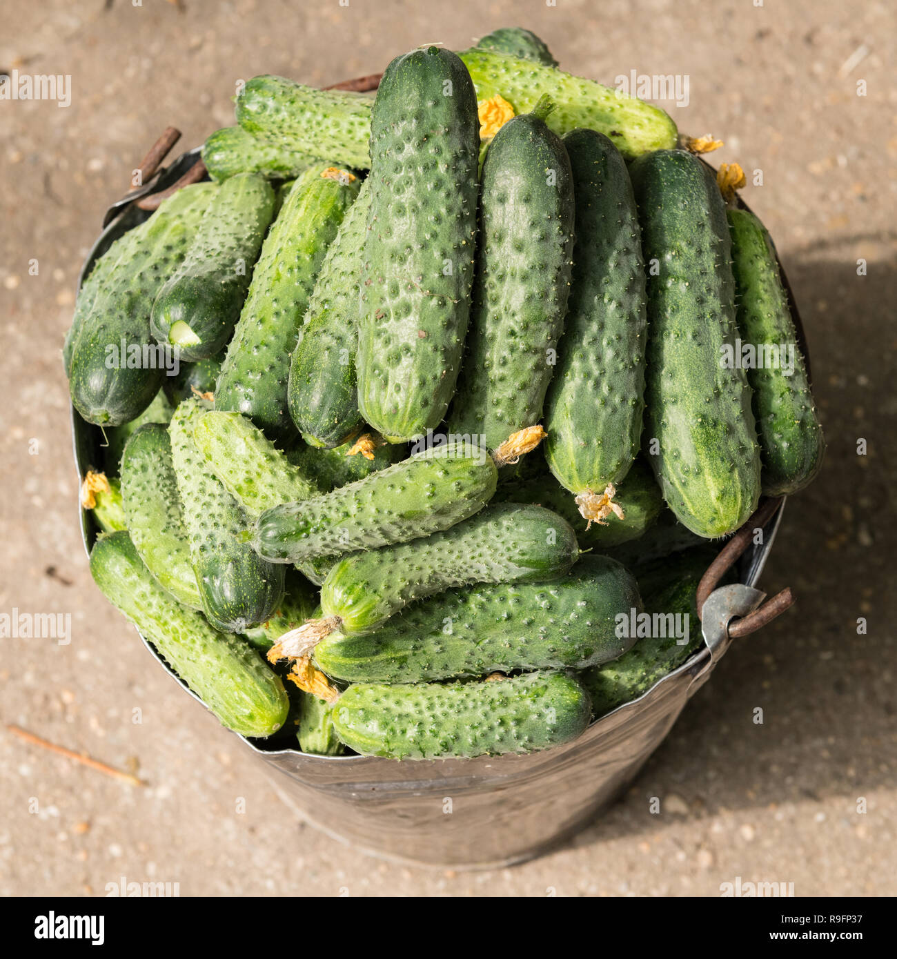 Harvest cucumbers in bucket greenhouse hi-res stock photography and ...