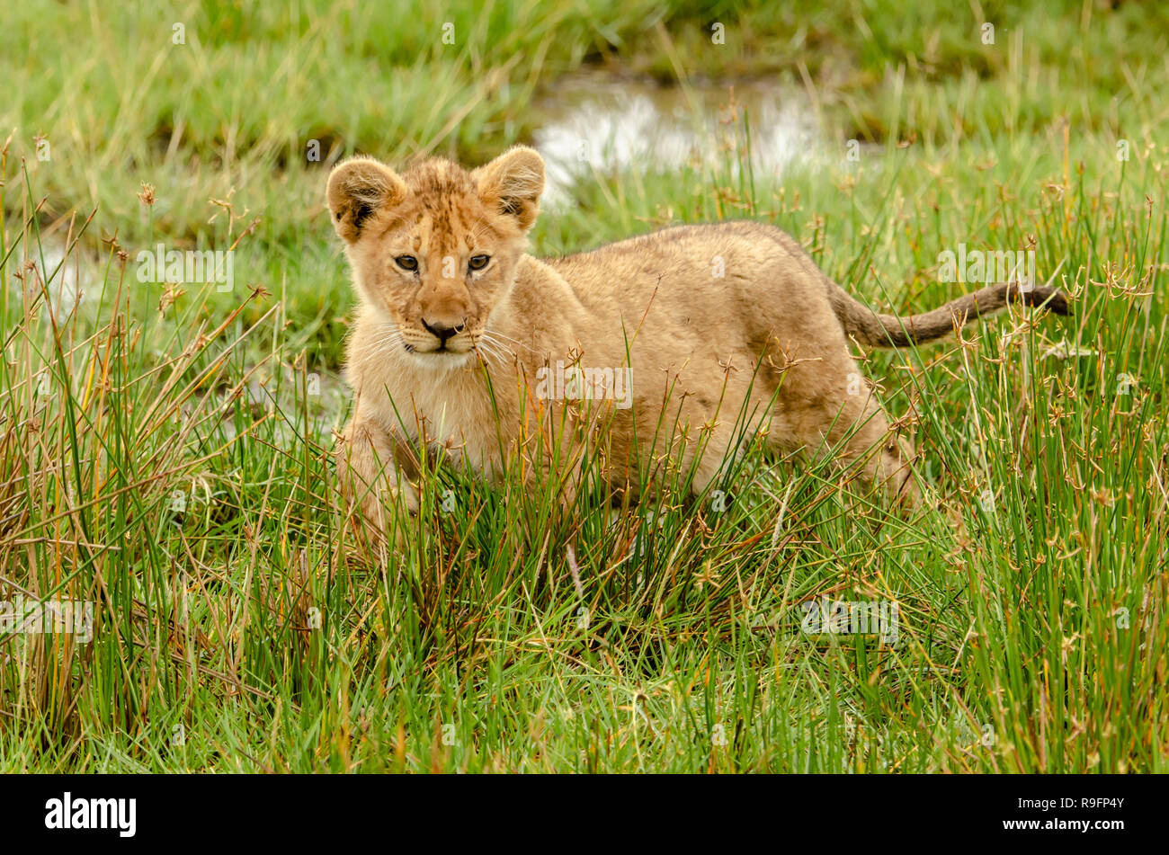 Lion and cub in rain hi-res stock photography and images - Alamy