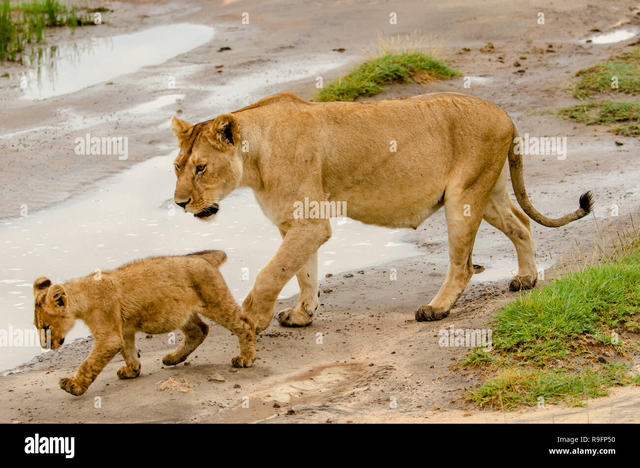 Lion and cub in rain High Resolution Stock Photography and Images - Alamy