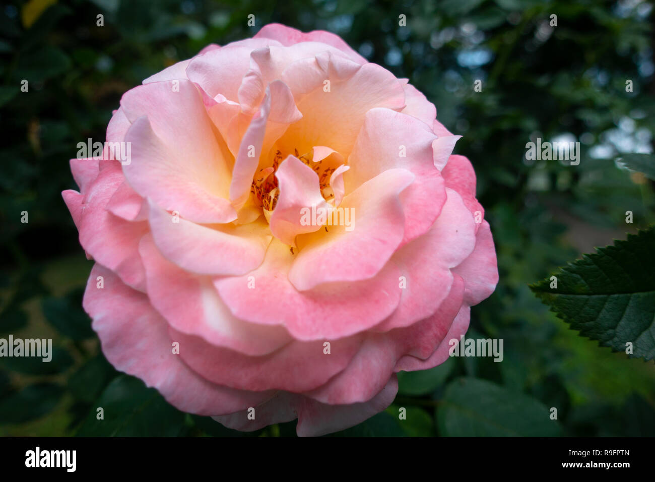 One Red Rose Meaning