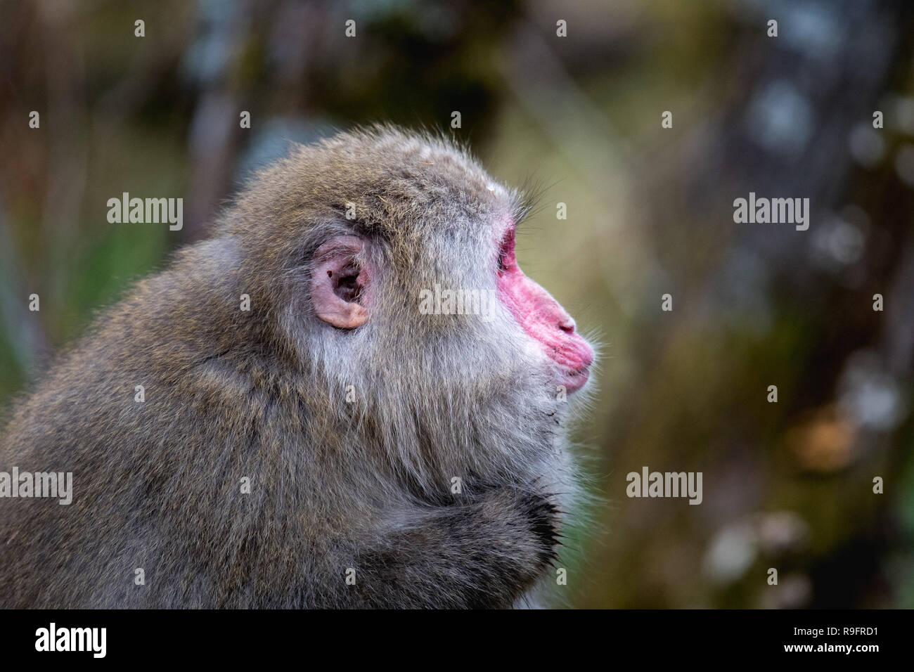 red faced snow monkey in Kamikochi, Japanese Alps, Chubu Sangaku ...