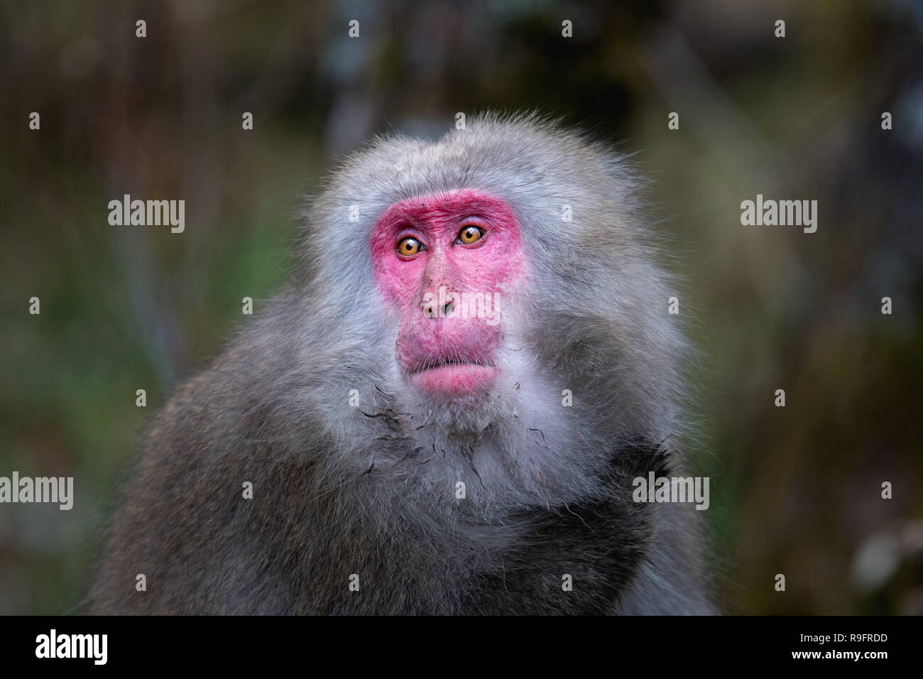 red faced snow monkey in Kamikochi, Japanese Alps, Chubu Sangaku ...