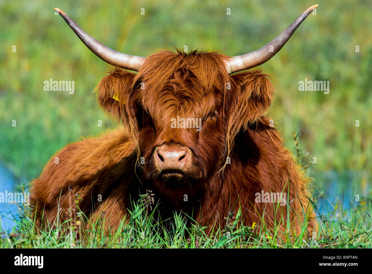 Scottish highland coo Stock Photo - Alamy
