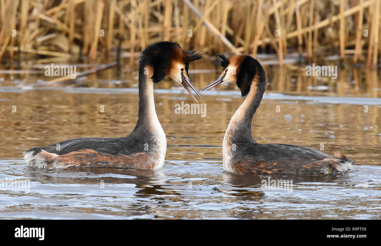 European grebe birds in a courtship dance Stock Photo - Alamy