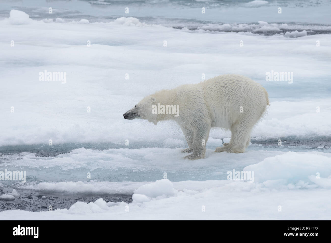 Wet polar bear shaking off on pack ice in Arctic sea Stock Photo - Alamy