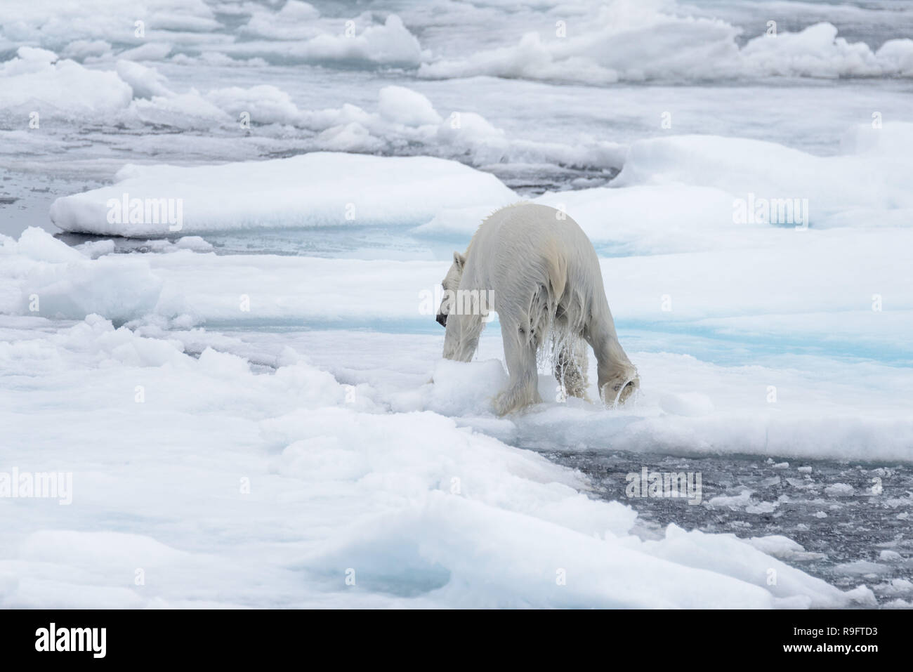 Wet polar bear going on pack ice in Arctic sea Stock Photo - Alamy