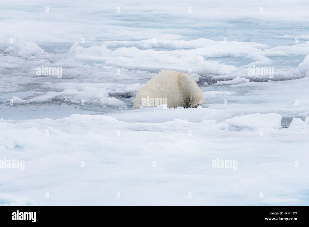 Wet polar bear shaking off on pack ice in Arctic sea Stock Photo - Alamy