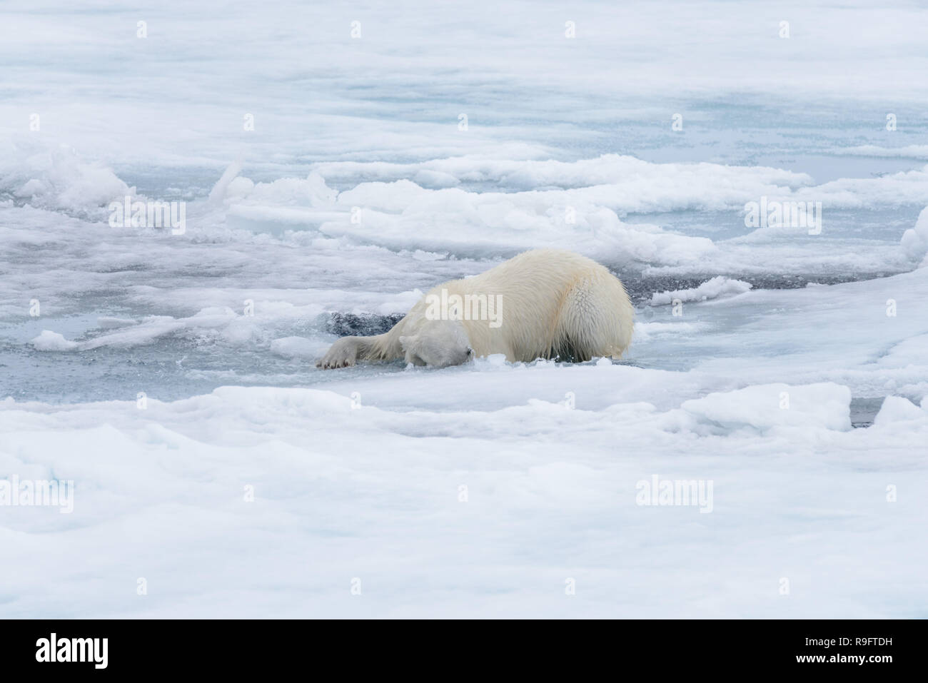 Wet polar bear shaking off on pack ice in Arctic sea Stock Photo - Alamy