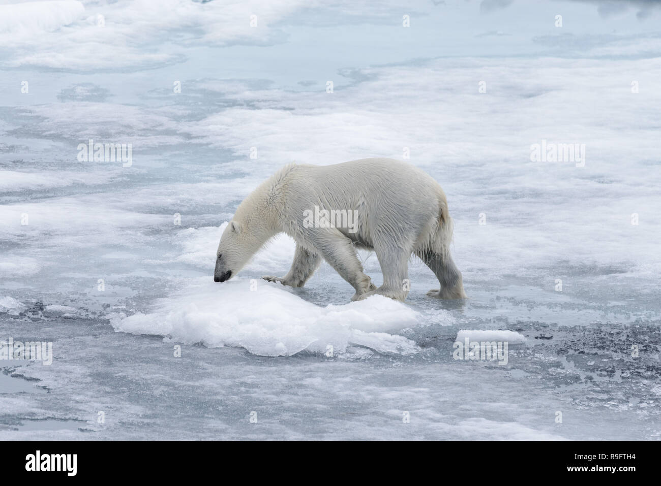 Wet polar bear going on pack ice in Arctic sea Stock Photo - Alamy