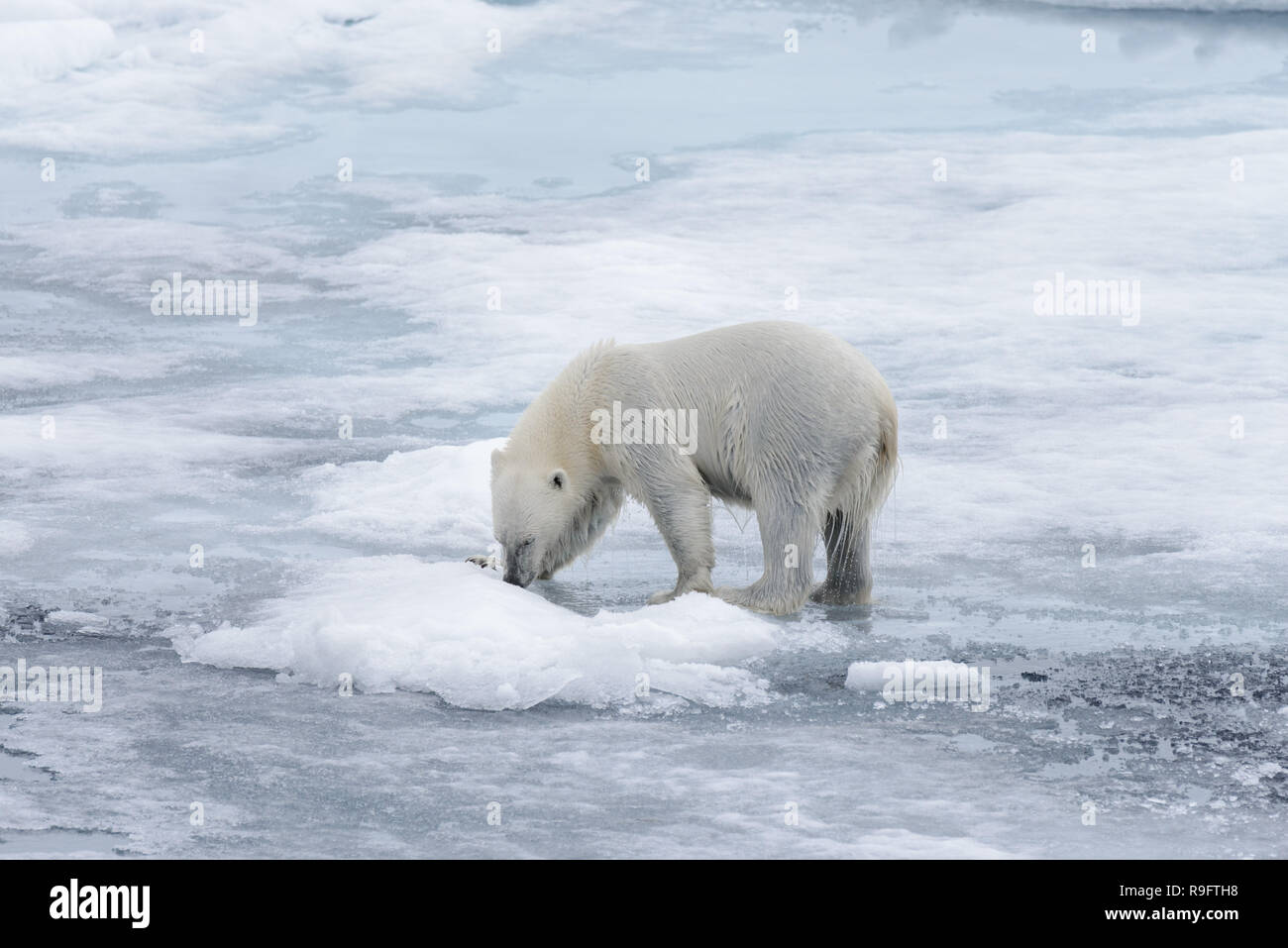 Wet polar bear going on pack ice in Arctic sea Stock Photo - Alamy