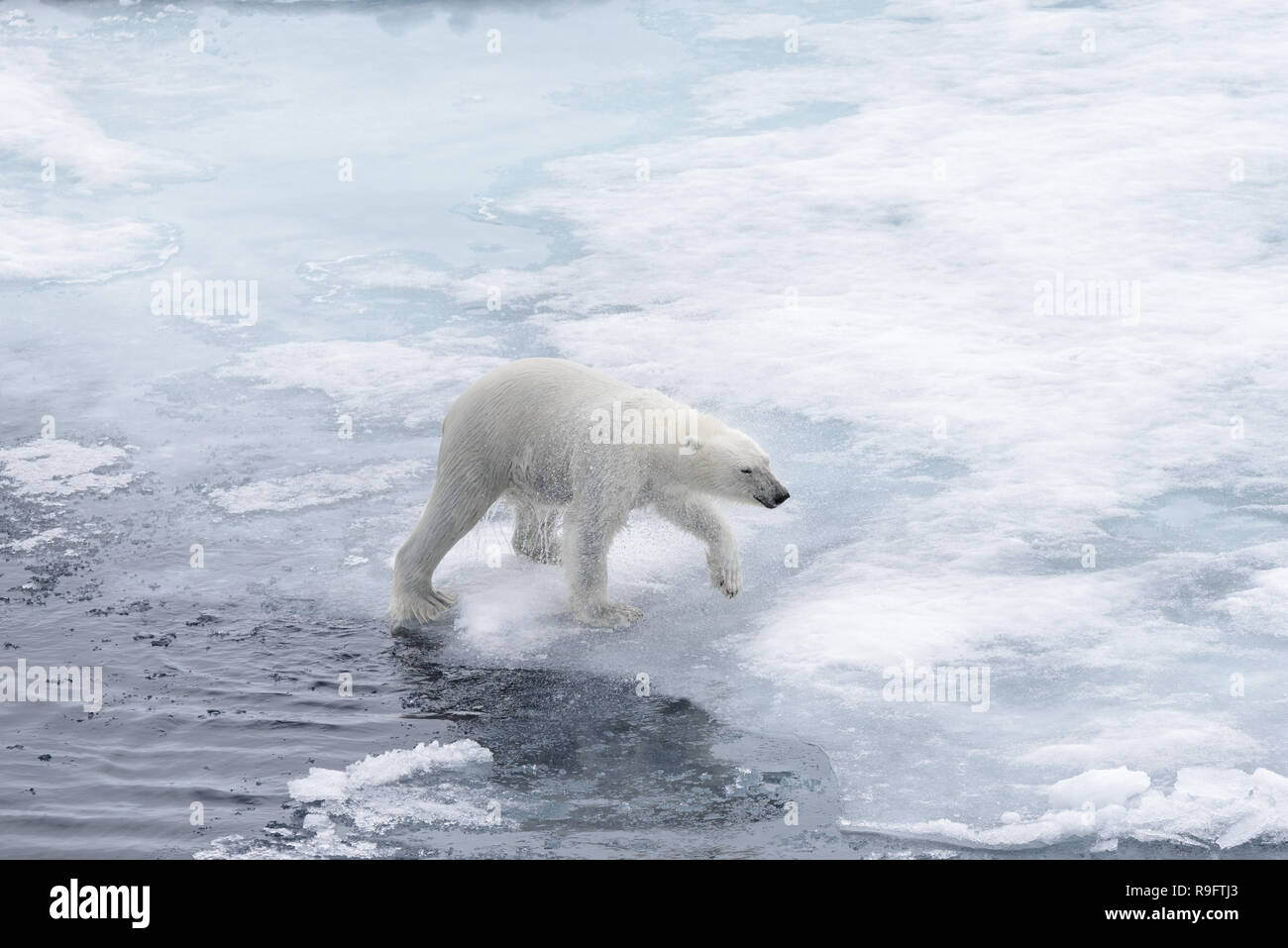 Wet polar bear going on pack ice in Arctic sea Stock Photo - Alamy