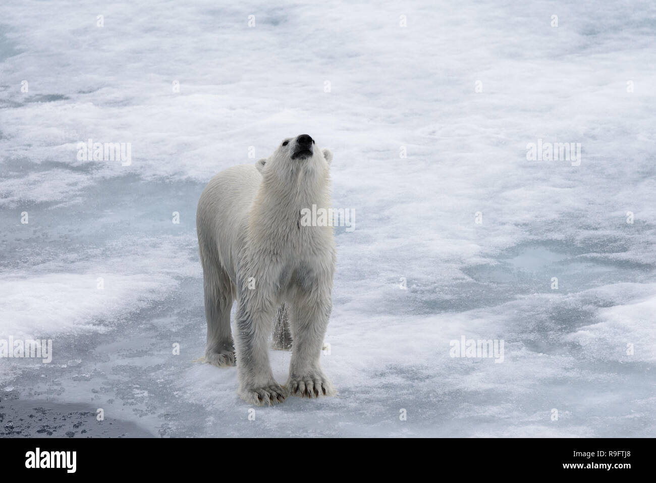 Wet polar bear going on pack ice in Arctic sea Stock Photo - Alamy