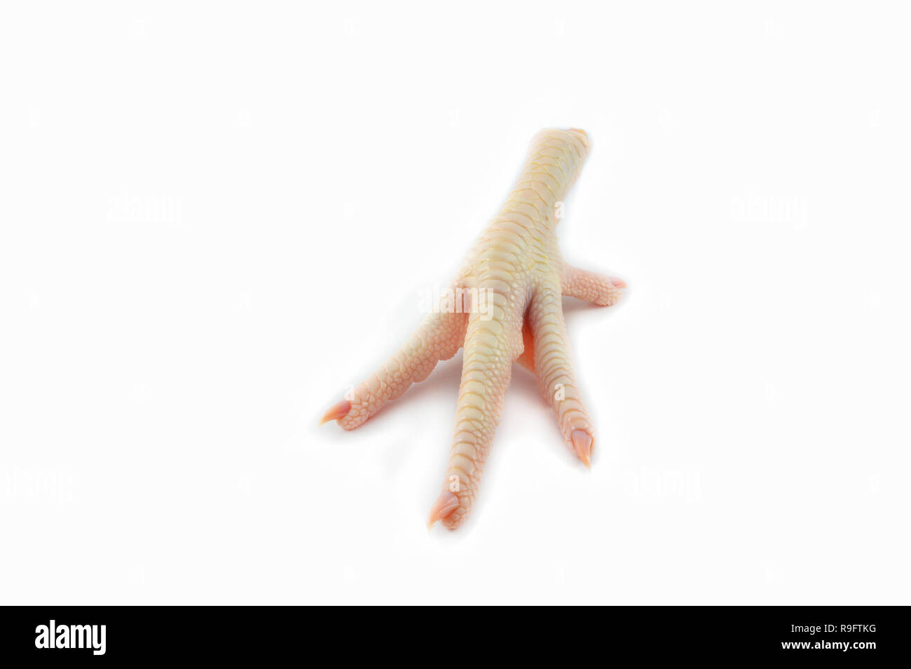 Chicken feet isolated on white background. / Fresh Raw chicken feet or ...