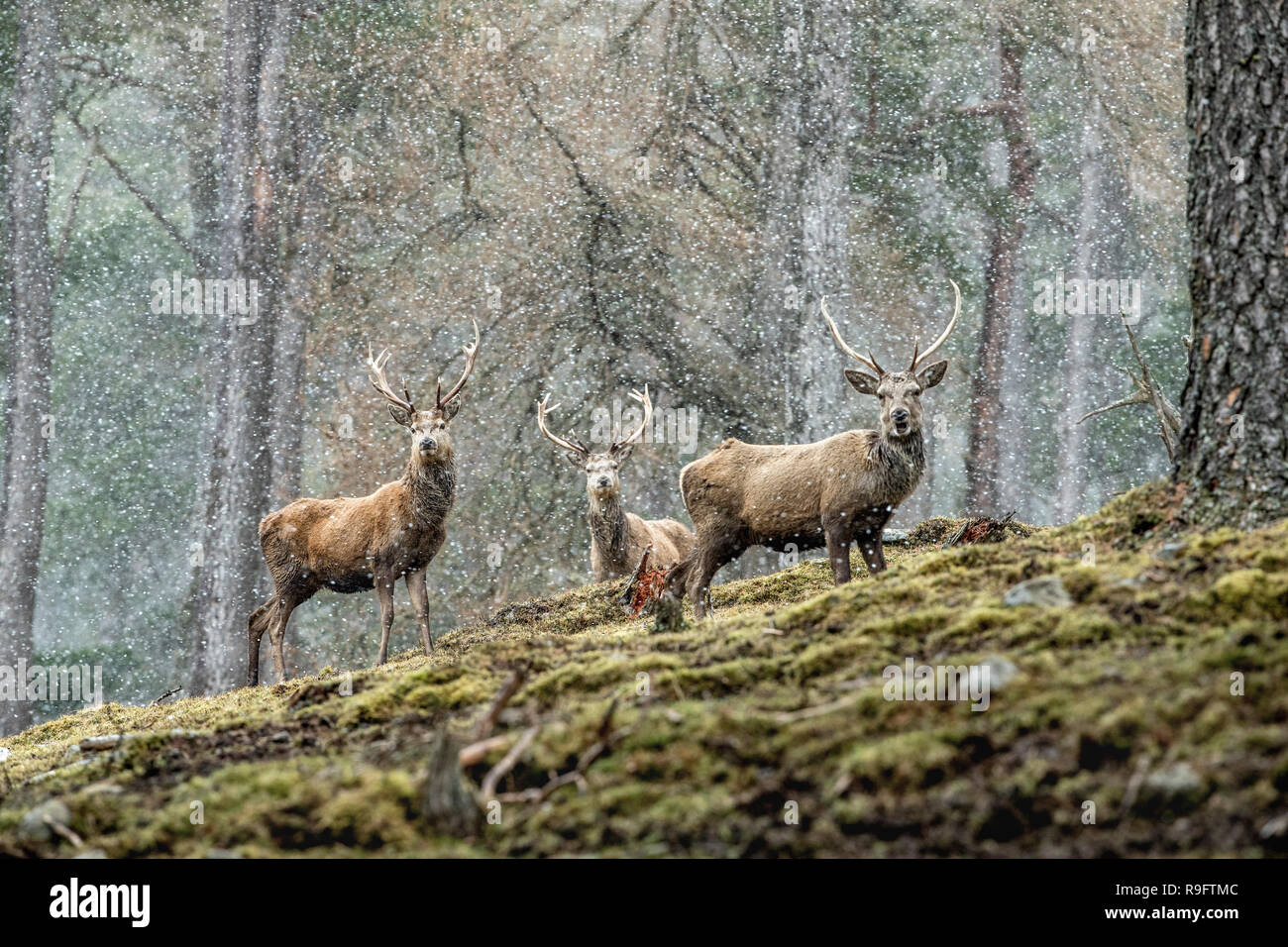 The three stags hi-res stock photography and images - Alamy