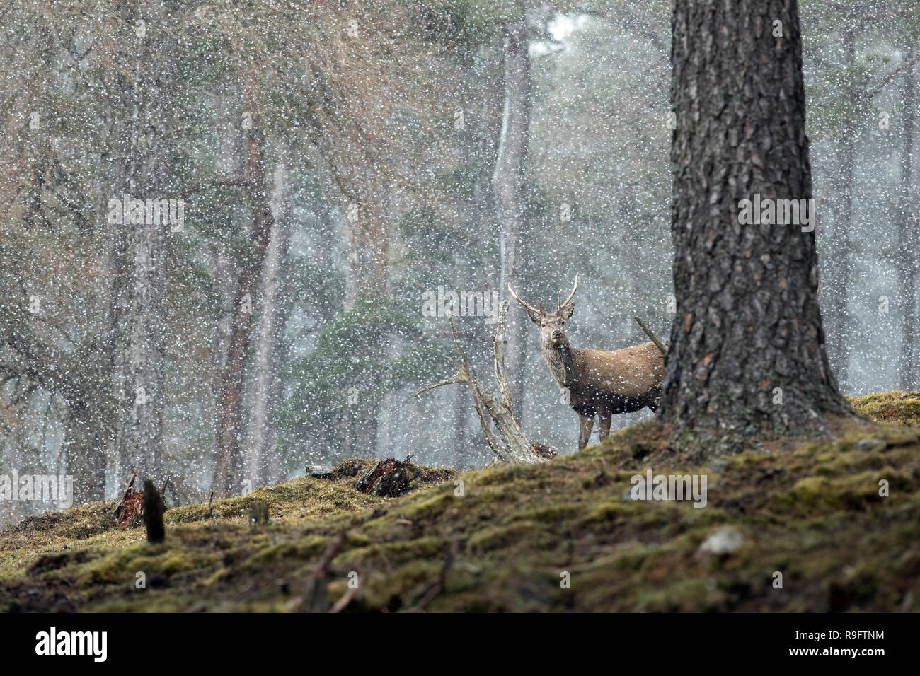 Red Deer; Cervus elaphus Single; Stag in Snow Scotland; UK Stock Photo ...