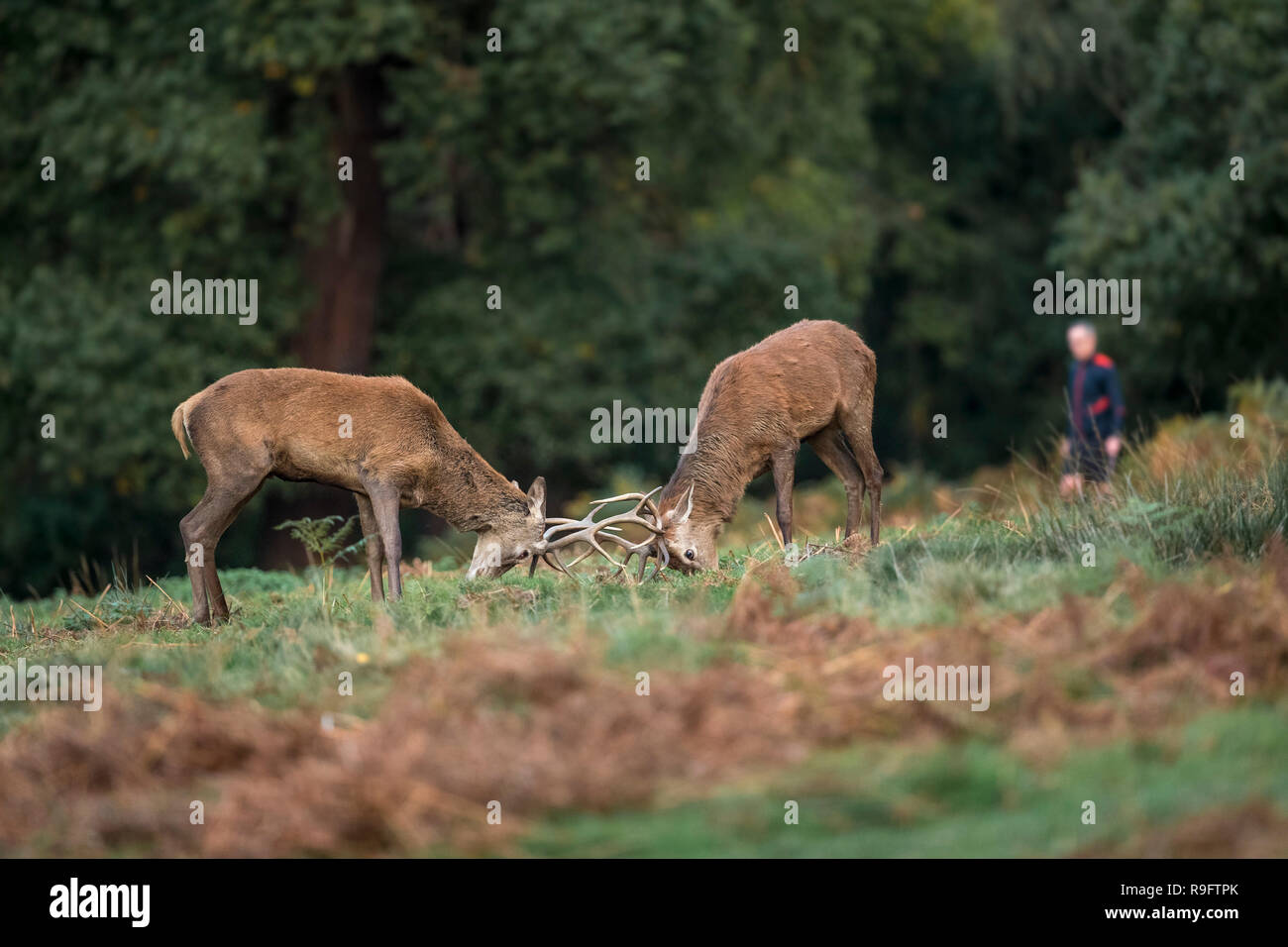 Two stags hi-res stock photography and images - Alamy