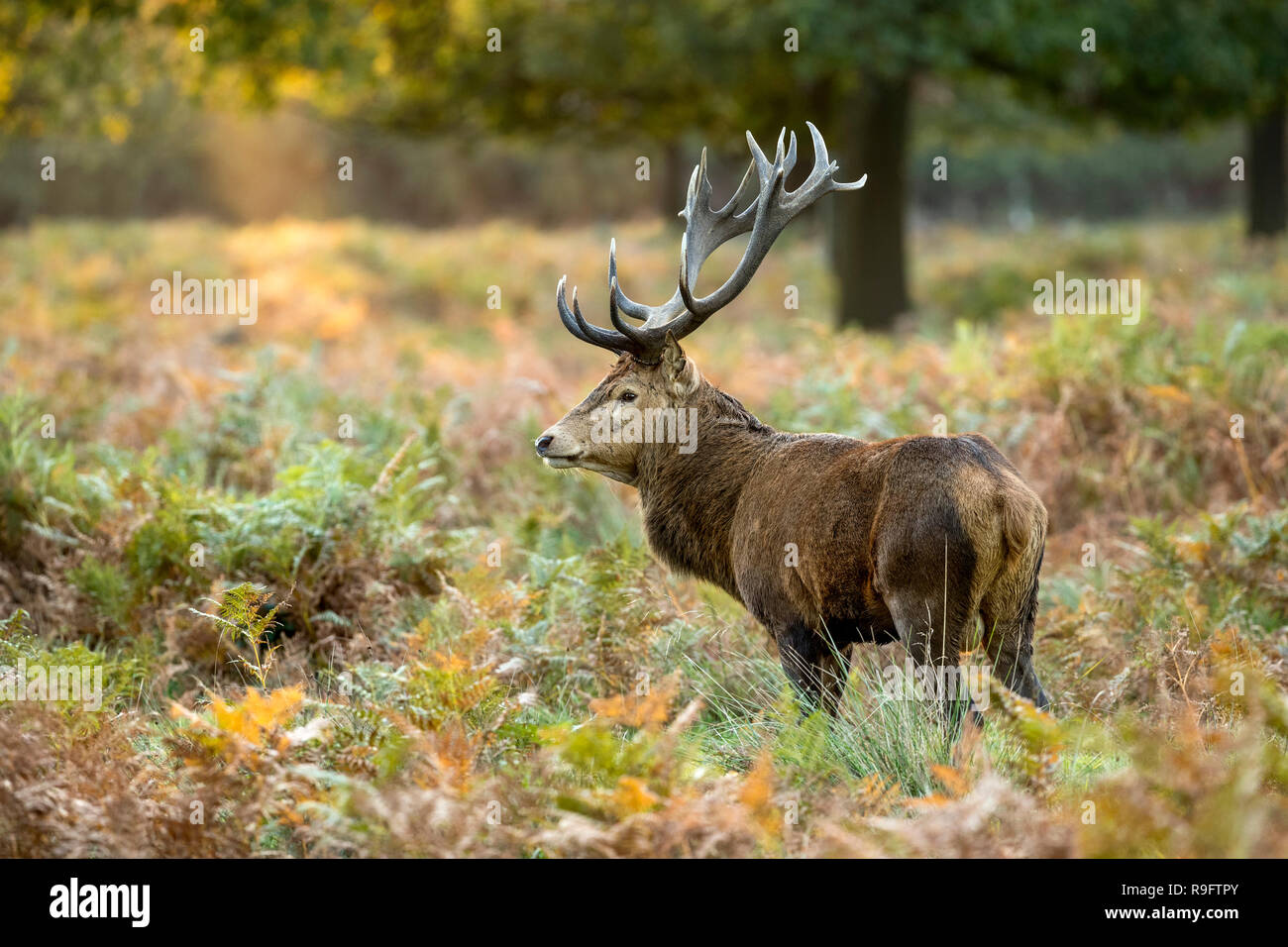 Red Deer; Cervus elaphus Single; Stag; UK Stock Photo - Alamy