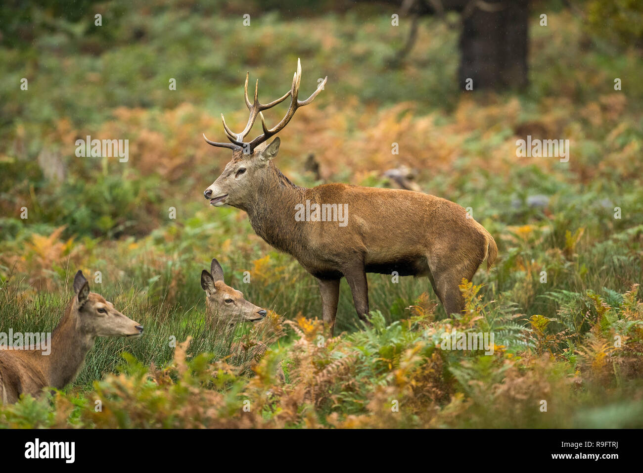 Red Deer; Cervus elaphus Single Stag with Two Hinds; UK Stock Photo - Alamy
