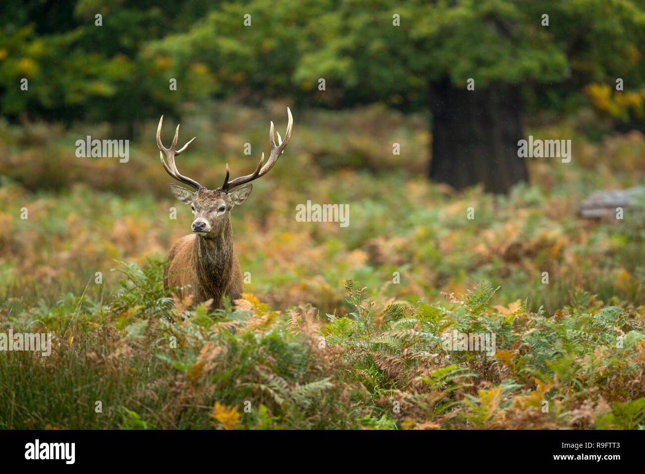 Red Deer; Cervus elaphus Single; Stag; UK Stock Photo - Alamy
