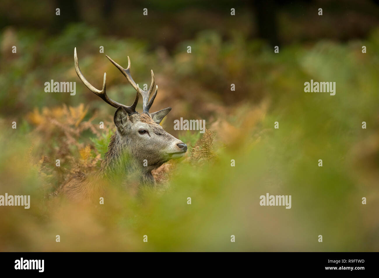 Red Deer; Cervus elaphus Single; Stag; UK Stock Photo - Alamy