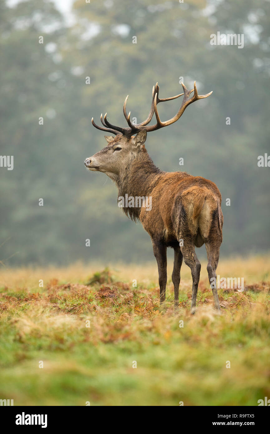Red Deer; Cervus elaphus Single; Stag; UK Stock Photo - Alamy
