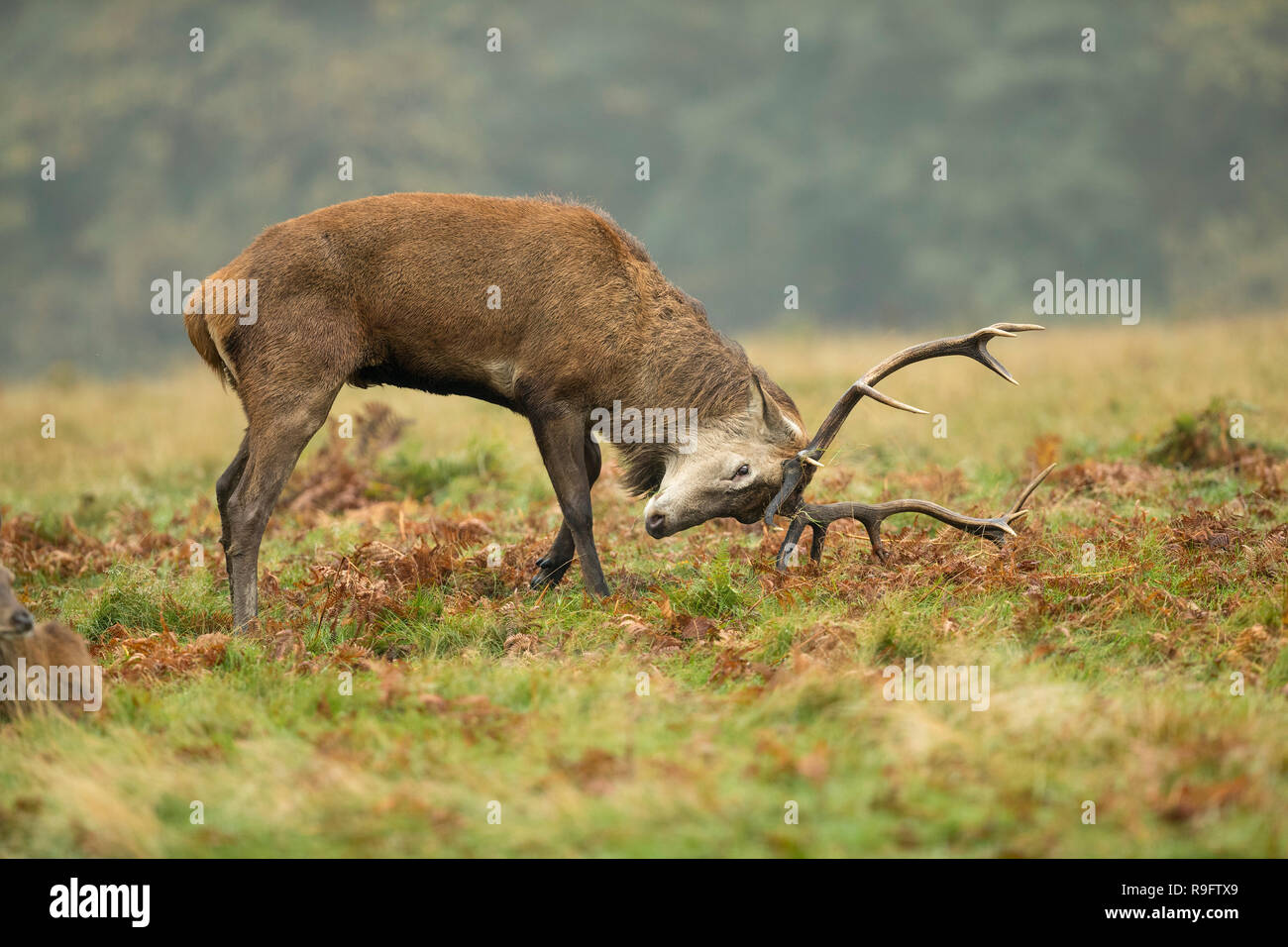 Red stag antler hi-res stock photography and images - Alamy