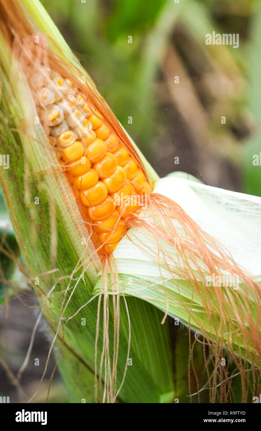 Corn on the cob stalk in agriculture field / Sweet yellow Corn on the ...