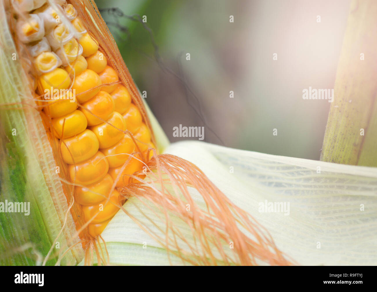 Corn on the cob stalk in agriculture field / Sweet yellow Corn on the ...