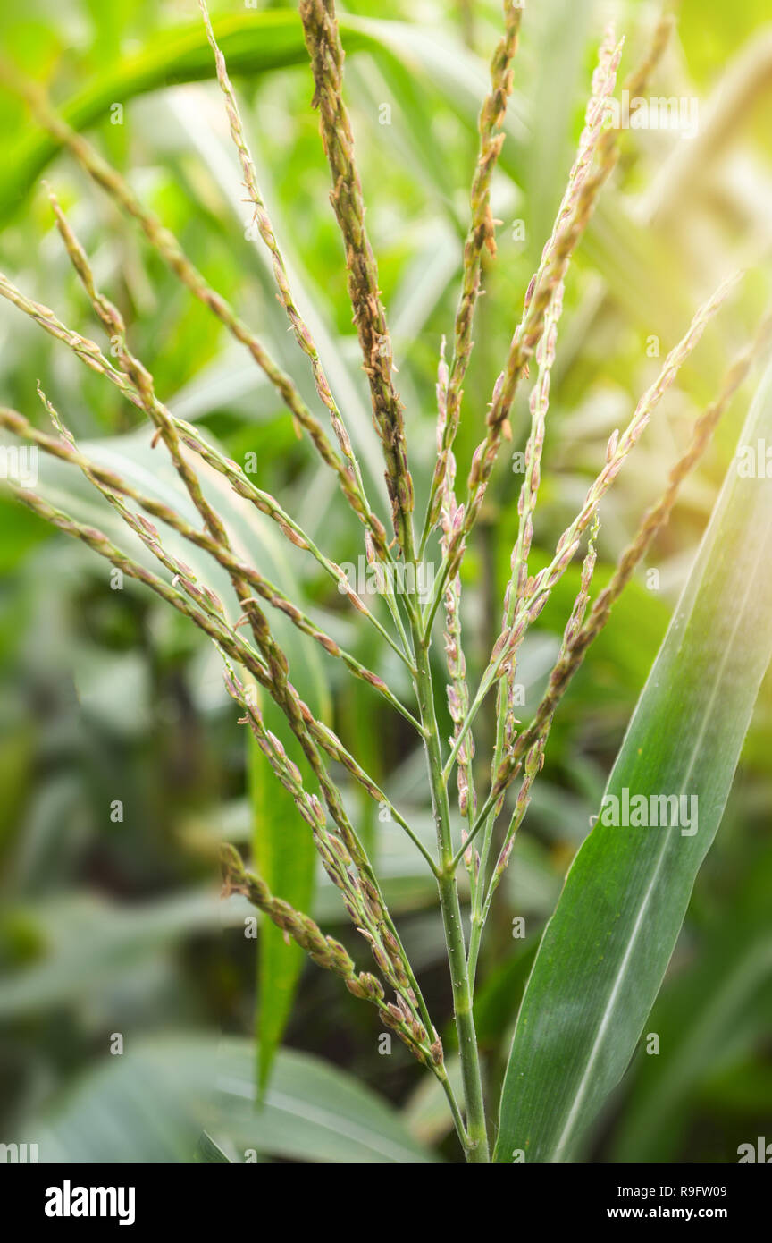 Male flowers of corn / Young corn flowers in agriculture field growing ...