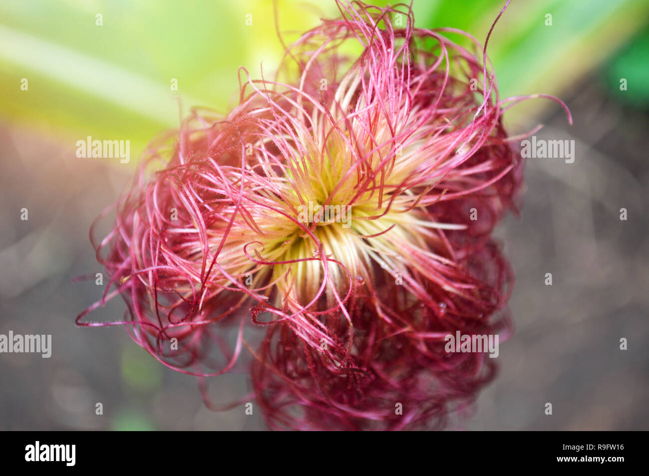 female inflorescence of corn / hair of corn flowers young corn in ...