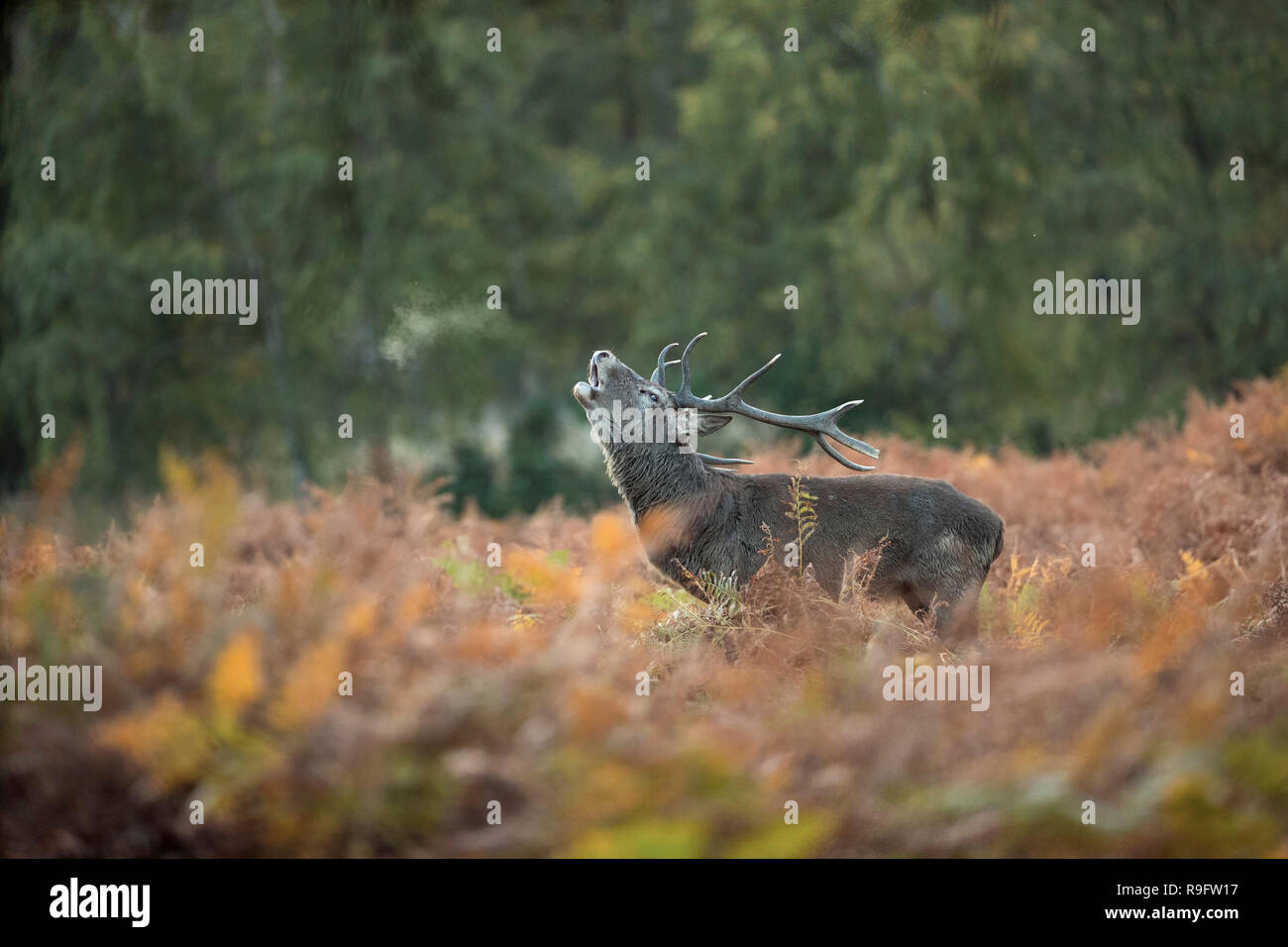 Red Deer; Cervus elaphus Single Stag Roaring; UK Stock Photo - Alamy