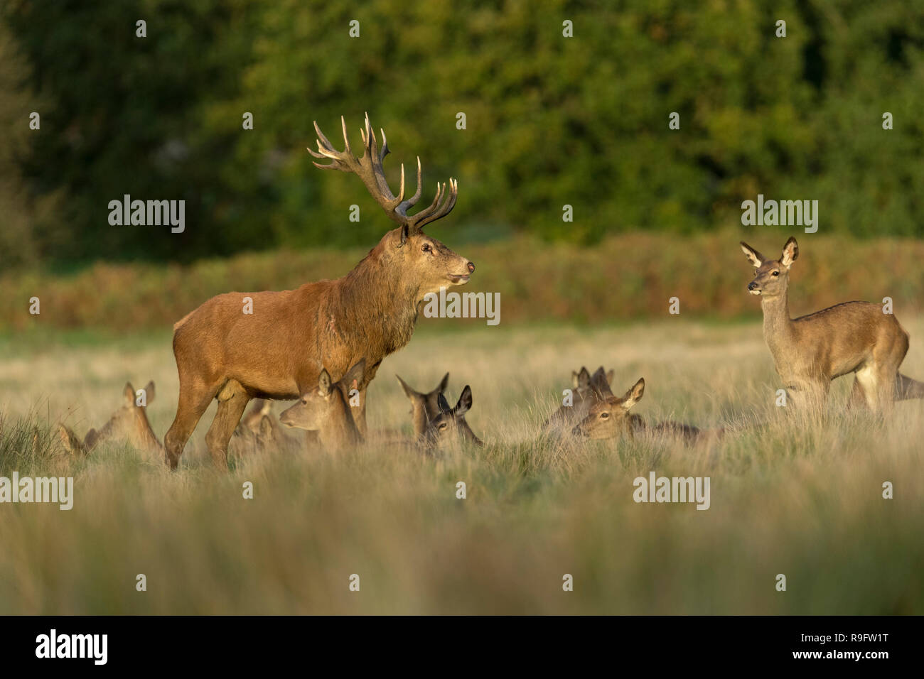 Red Deer; Cervus elaphus Single Stag; with Harem; UK Stock Photo - Alamy