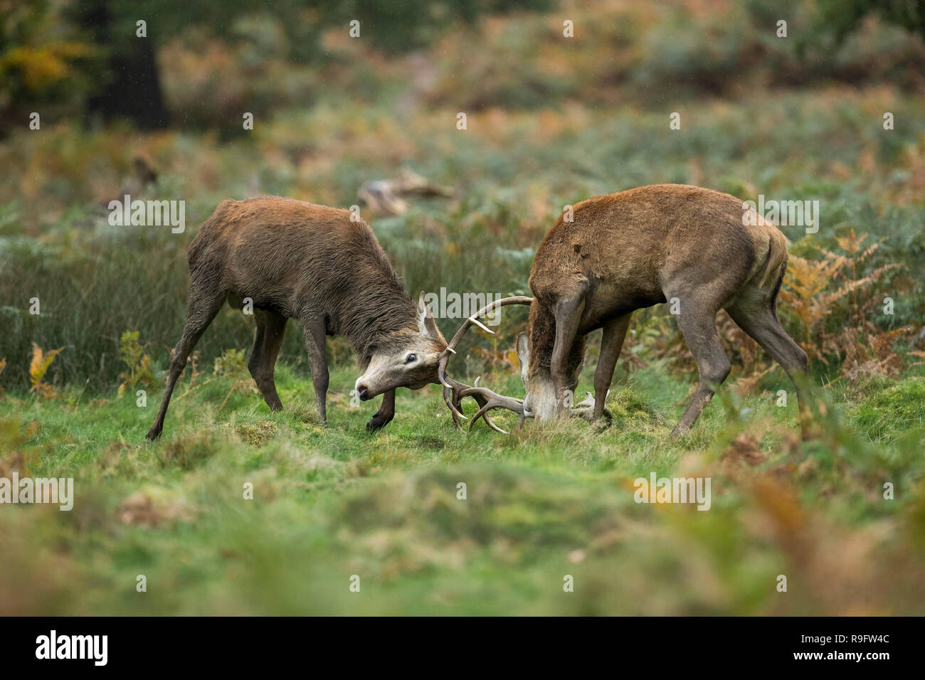 Two stags rutting hi-res stock photography and images - Alamy