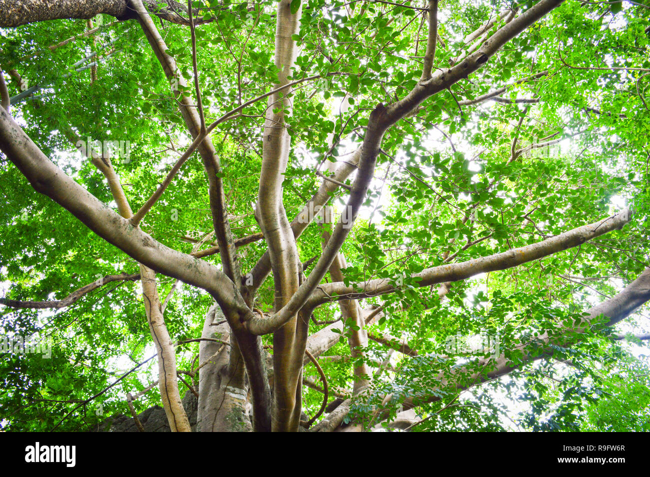 Big tree Ficus moraceae on stone morning sunlight / Large Moreton Bay ...