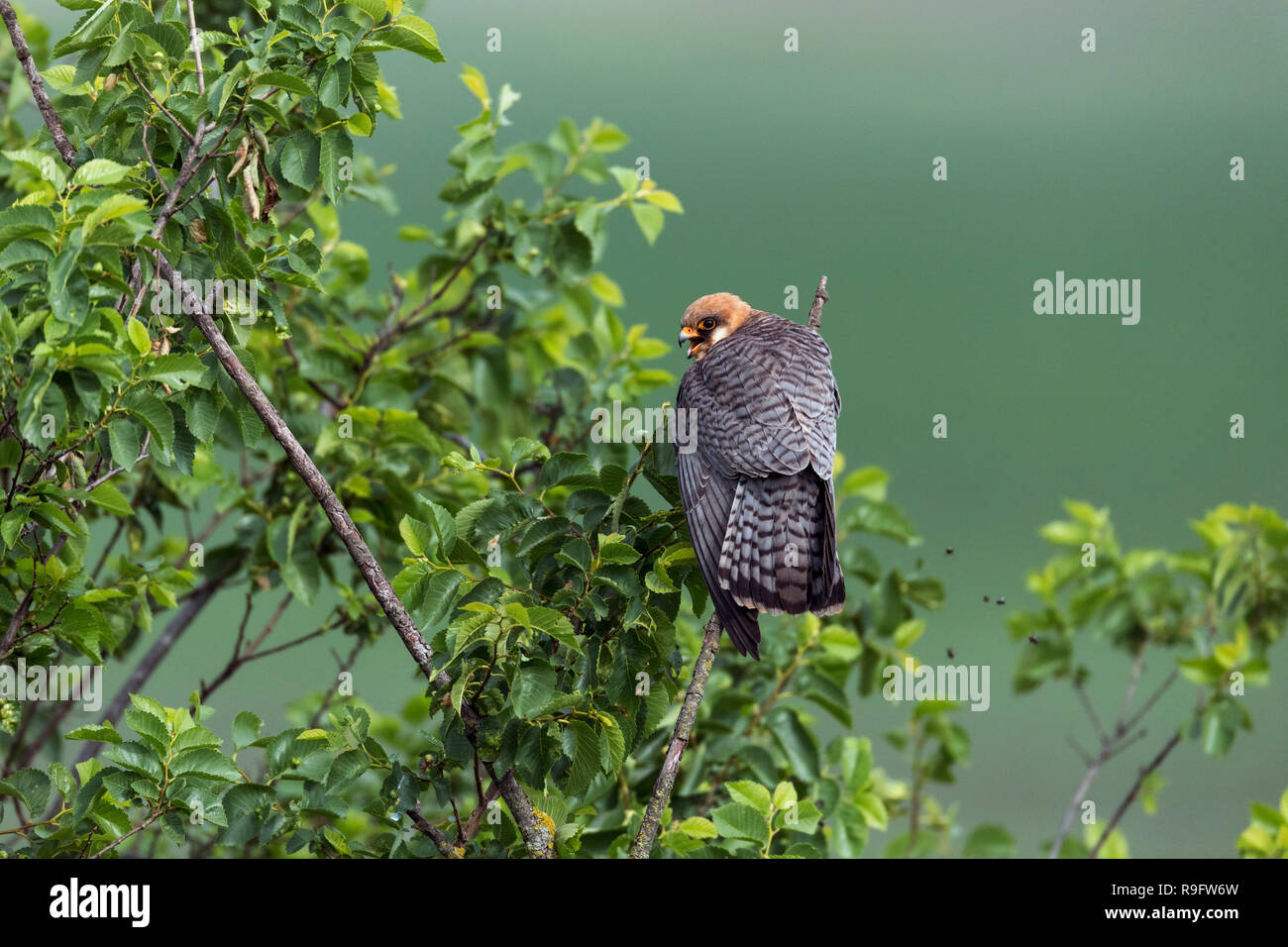 Red Footed Falcon; Falco vespertinus Single Female; Mantling Hungary ...