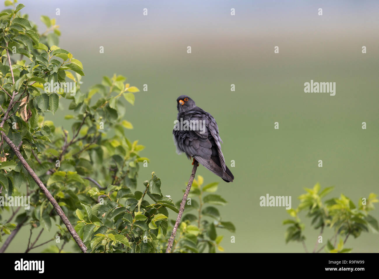 Falcon male hi-res stock photography and images - Alamy
