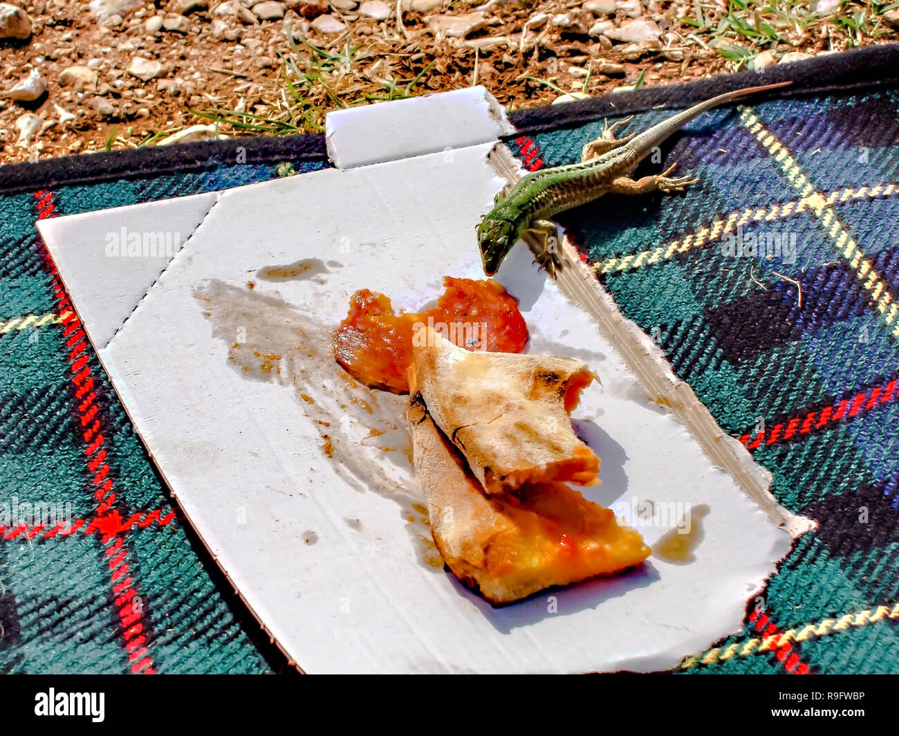 Salamander stealing pizza salami from the folks Stock Photo - Alamy